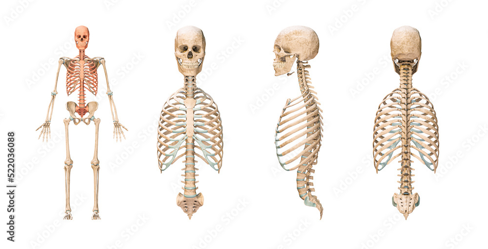 Accurate axial bones of human skeletal system or skeleton isolated on ...