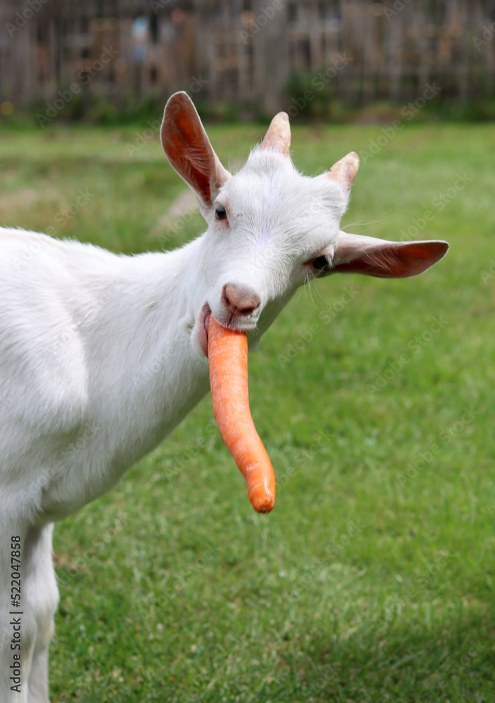 Goat kid eating carrot. Close up photo of cute baby goat. Summer day on a farm. Green grass ...
