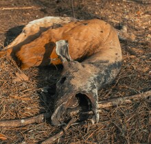 Decaying Carcass Of Dead Animal Free Stock Photo - Public Domain Pictures