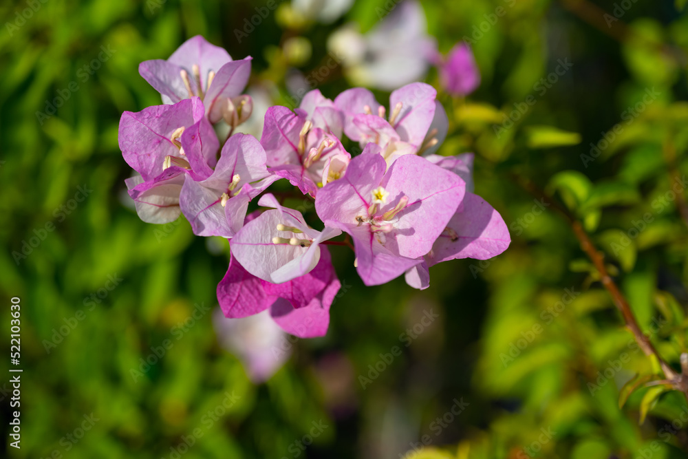 Local pink white bougainvillea, which has the nickname paper flower ...