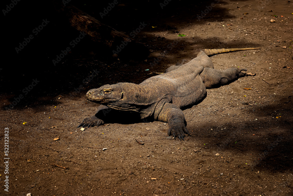 Komodo Dragon. The largest lizard in the world. The Komodo dragon is an ...
