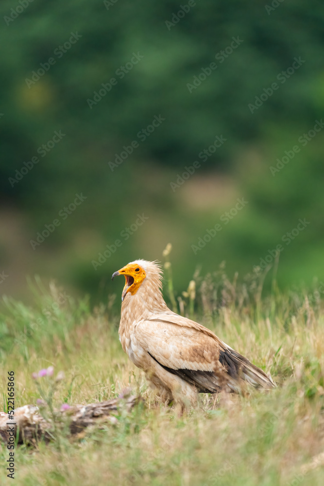 Egyptian Vulture With Its Beak Open の Stock フォト | Adobe Stock