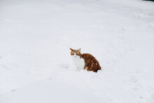 Winter Girl With Cat In Snow Art Free Stock Photo - Public Domain Pictures