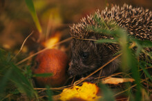 Autumn Hedgehog Free Stock Photo - Public Domain Pictures