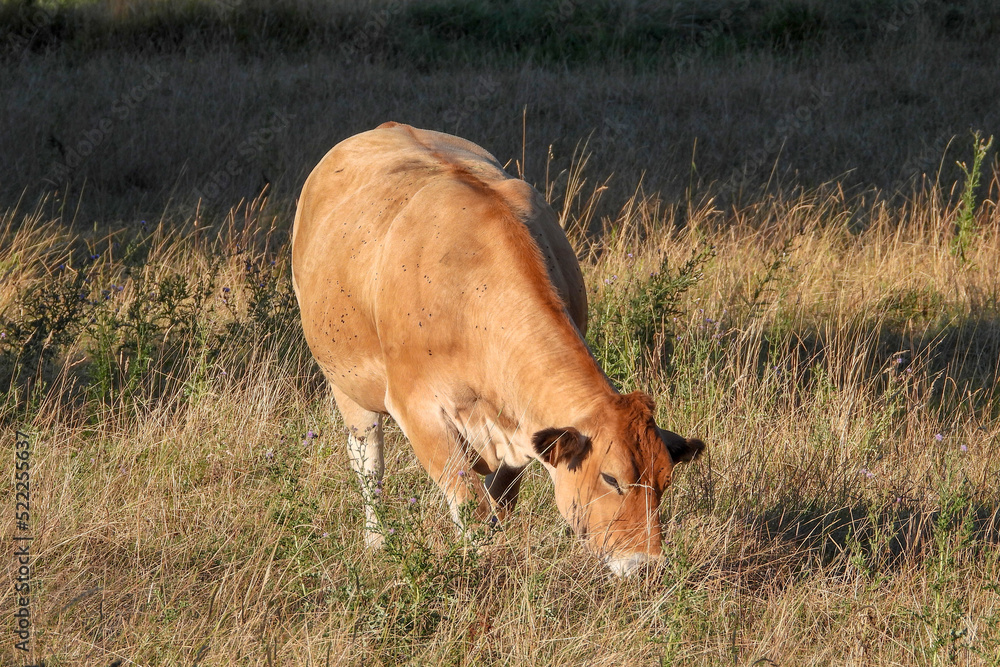 vache ruminant prés broute brune laitiére Stock Photo | Adobe Stock