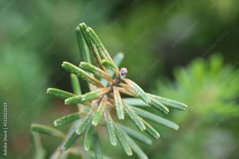 Needles on fir shoot with symptoms of feeding of spruce spider mite ...