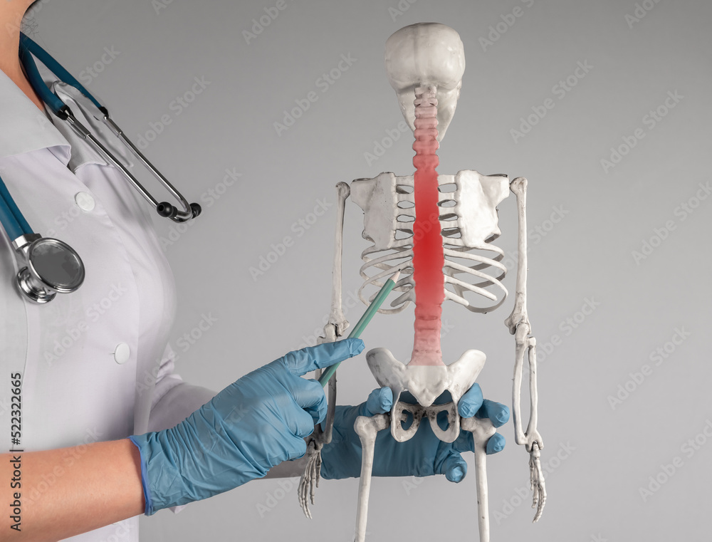 Doctor hand pointing to skeleton vertebrae with red spot. Spine pain ...