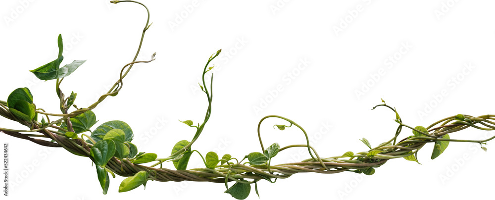 Vine plant, green leaves Stock Photo | Adobe Stock