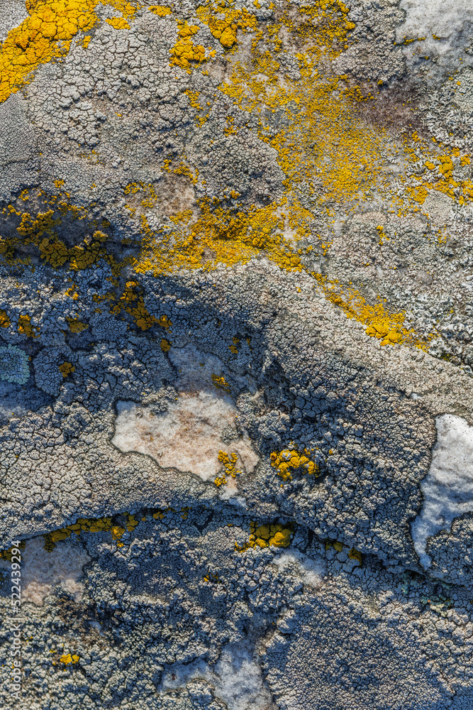 Lichen on quartzite sandstone surface. A pioneer lichen in Bare Rock ...