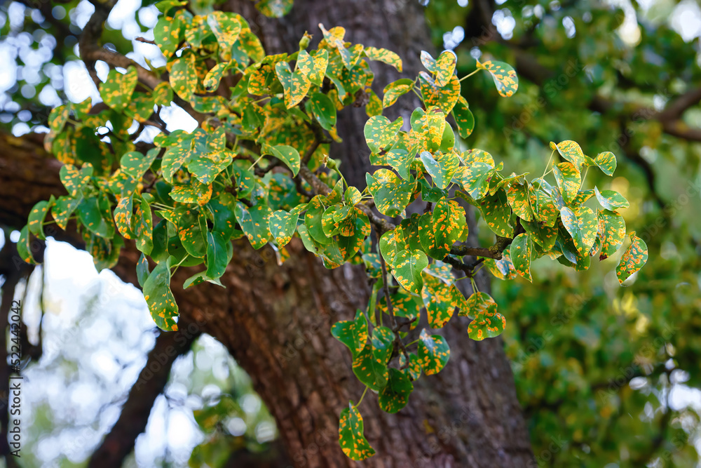 Pear tree disease, rust spots on leaves, fungal infection ...