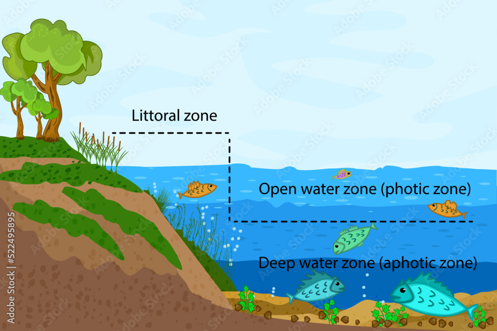 Lake ecosystem. Zonation in lake water infographic. Freshwater pond ...