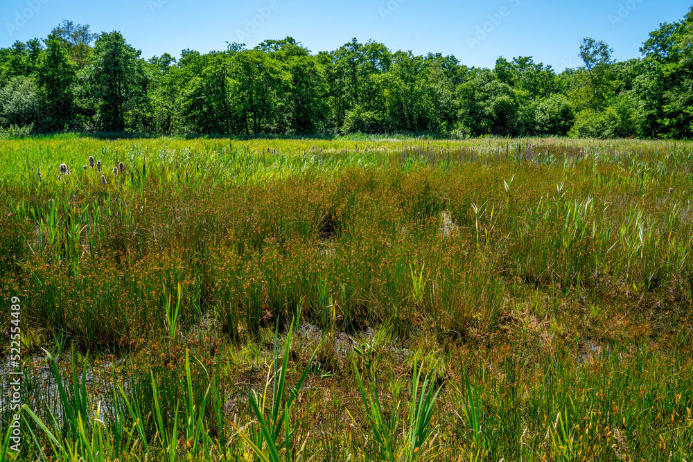 Wetland with Common Soft Rush (Juncus effusus) and Common Bulrush ...
