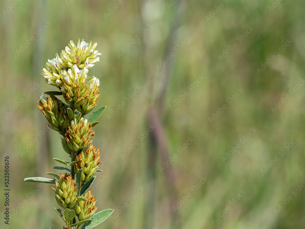 round-headed bush clover blooming on a summer day Stock Photo | Adobe Stock