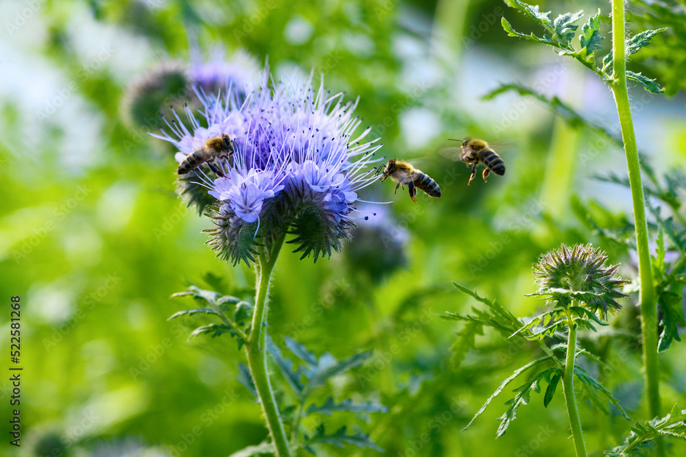 Bee and flower phacelia. Flying bees collect pollen from phacelia ...