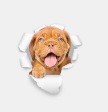 Cute Dog On Crumpled Paper Free Stock Photo - Public Domain Pictures