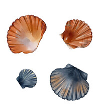 Collection Of Seashells Free Stock Photo - Public Domain Pictures