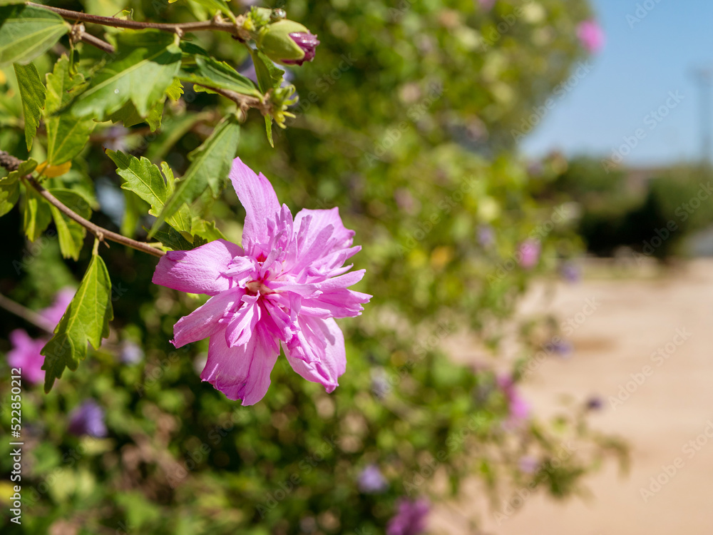 Pink Hibiscus syriacus flower. Known as rose of Sharon,Syrian ketmia ...