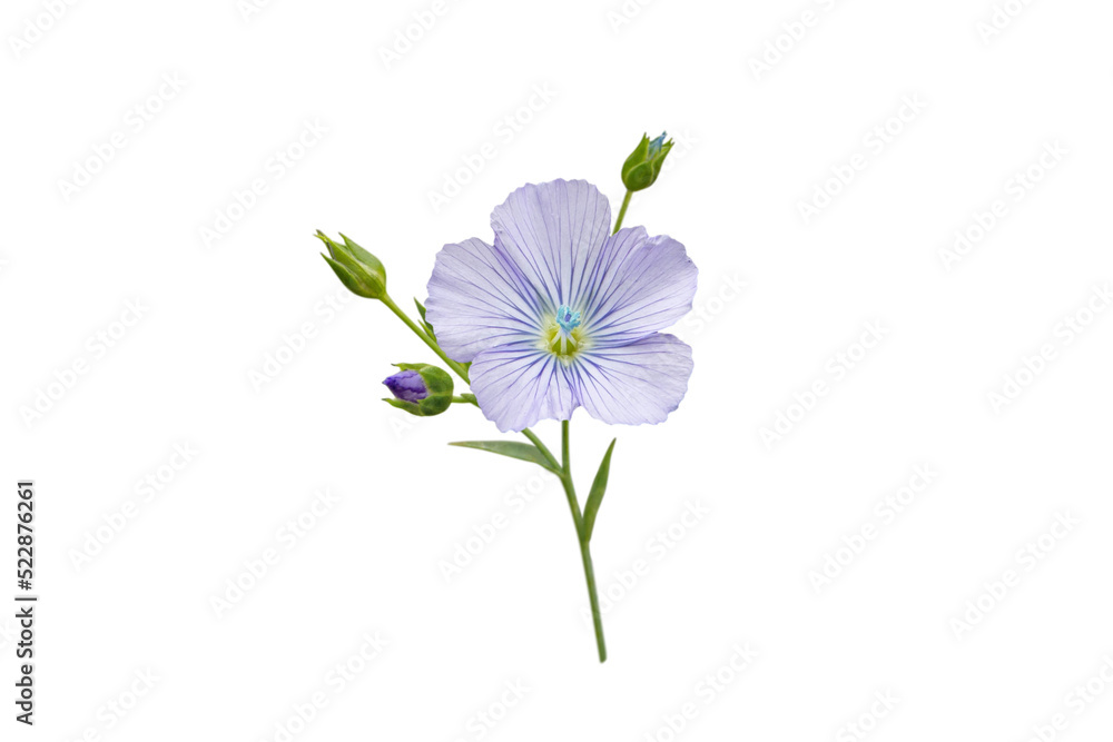 Flax blue flower and buds branch isolated transparent png. Linum ...