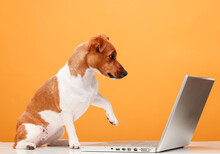 Dog Using Laptop Computer Free Stock Photo - Public Domain Pictures