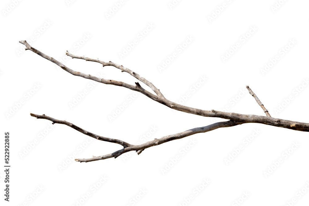 Dry branches, white background, png Stock Photo | Adobe Stock