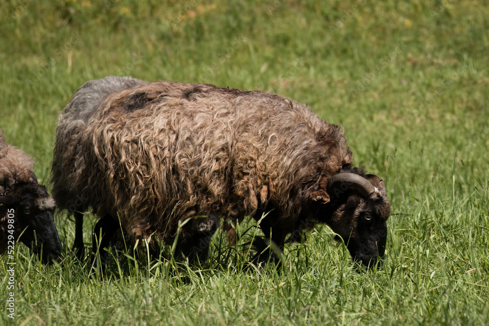 Sheep in the pasture. The animals that produce wool on their bodies ...