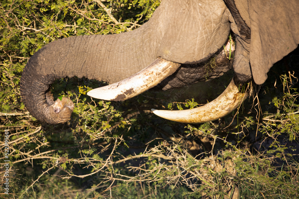 Stock-Foto „African elephant coiling its trunk and using its ivory ...
