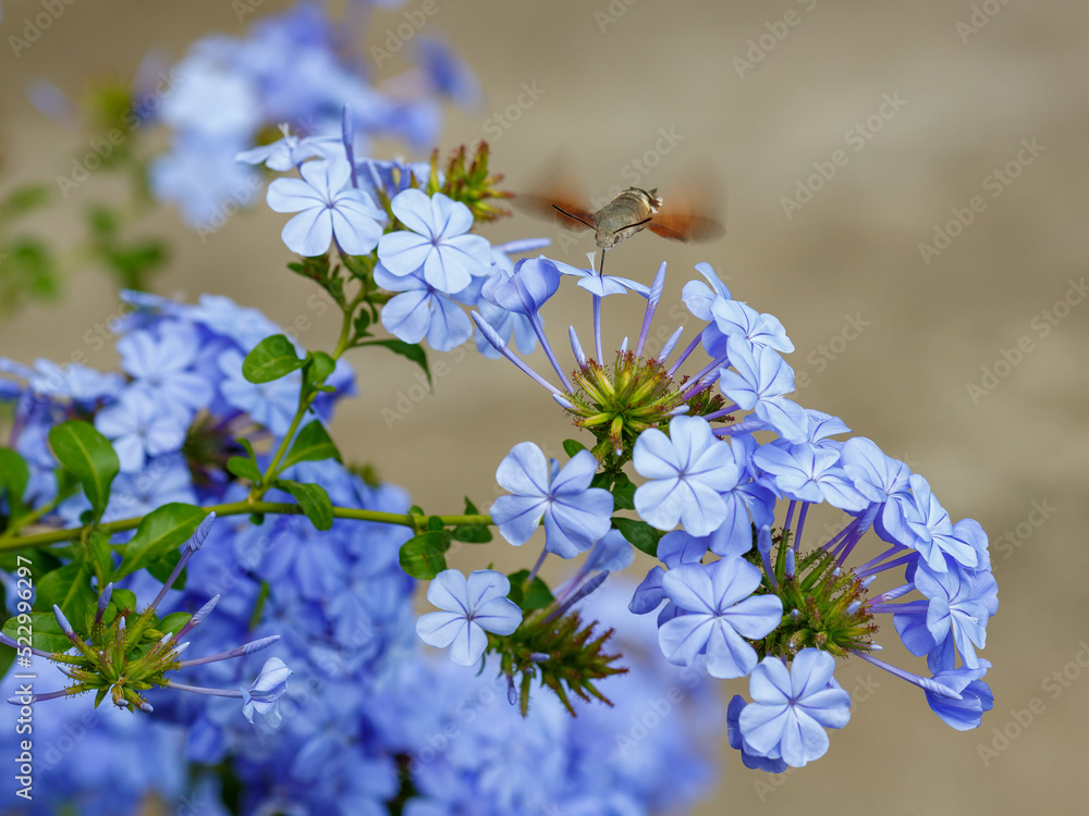 Cape pig or Plumbago auriculata ( lat. Plumbago auriculata ) is a ...
