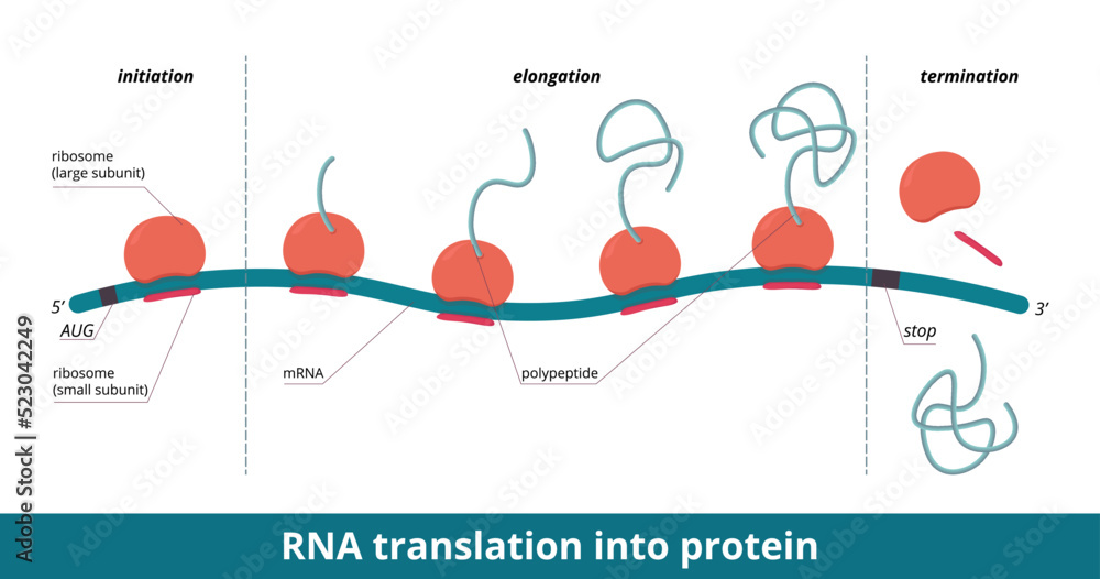 RNA translation into protein. Stages of protein (polypeptide) synthesis ...