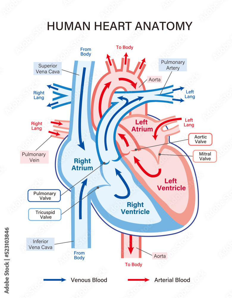 Human heart anatomy illustration explaining blood flow. A simple ...