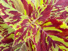 Coleus Leaves Close-up Free Stock Photo - Public Domain Pictures