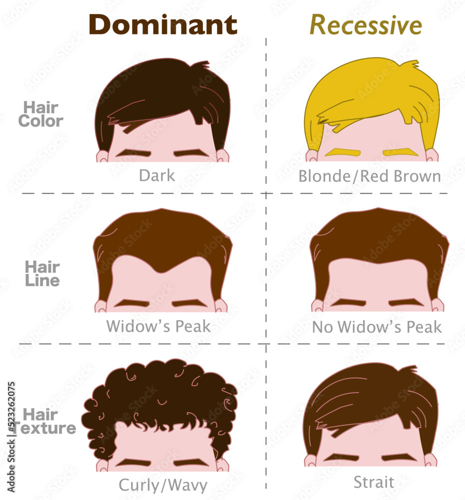 Dominant recessive genes. Hair traits, alleles. Genetic, dominance ...