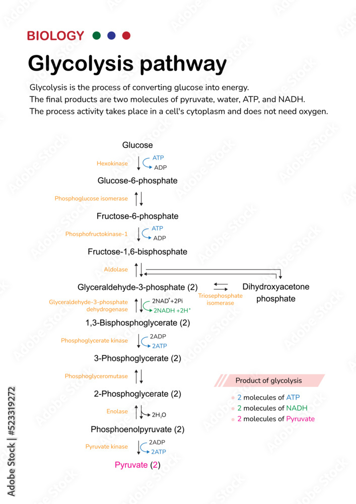 Biology diagram show pathway of glycolysis for break down glucose into ...