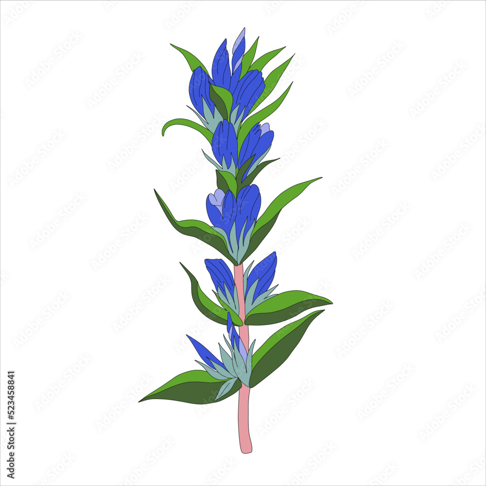Gentian - birth flower, vector illustration.Gentiana. Montain ...