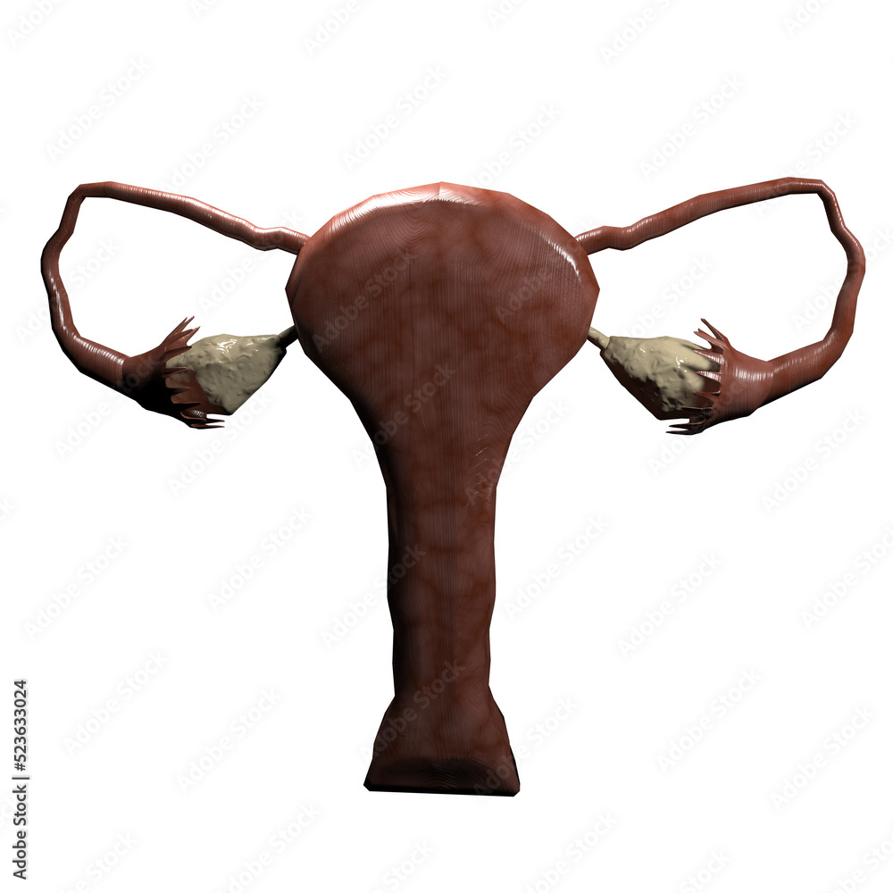 Illustration Stock Uterus and Ovaries Anatomical 3D Illustration 4K ...