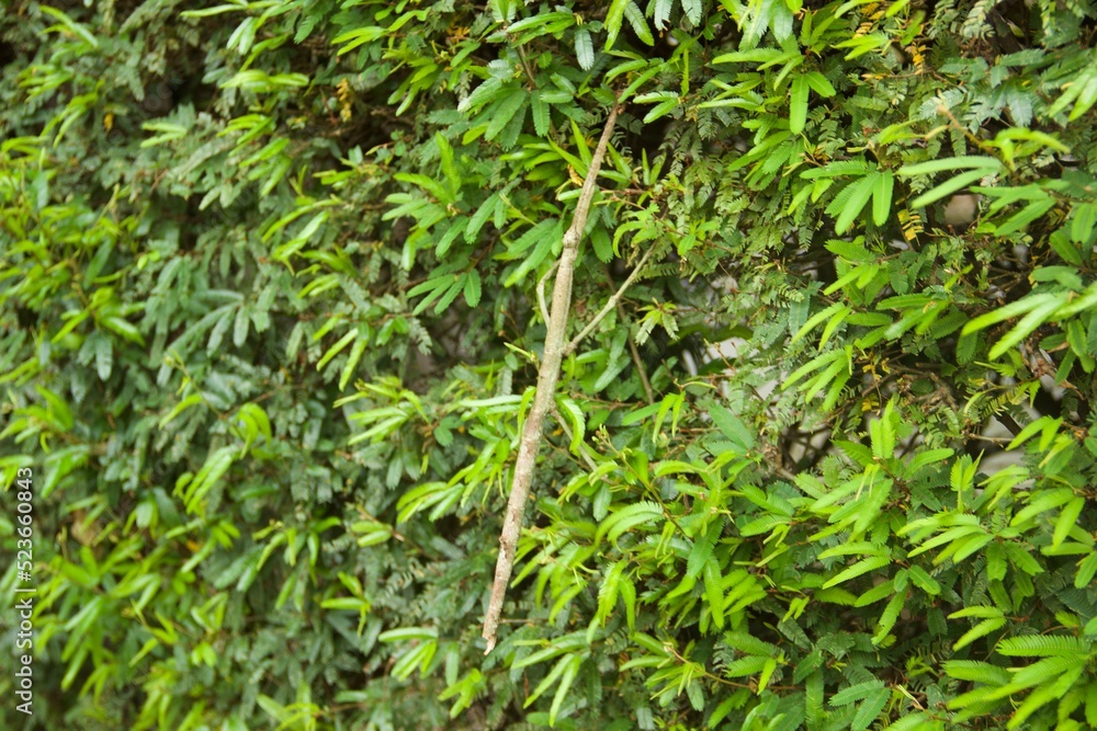 Foto de Stock Bicho pau - insetos da ordem Phasmatodea, também ...