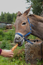 Donkey Eating Treats Free Stock Photo - Public Domain Pictures