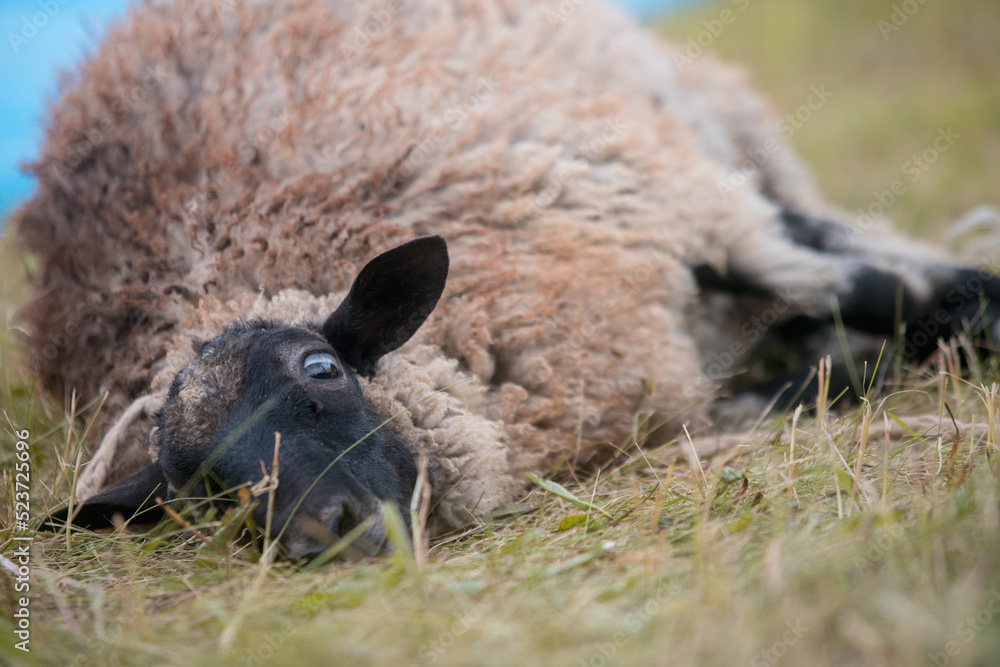 Animal for the Feast of Sacrifice. Muslim Holiday Kurban Bayrami, aid ...