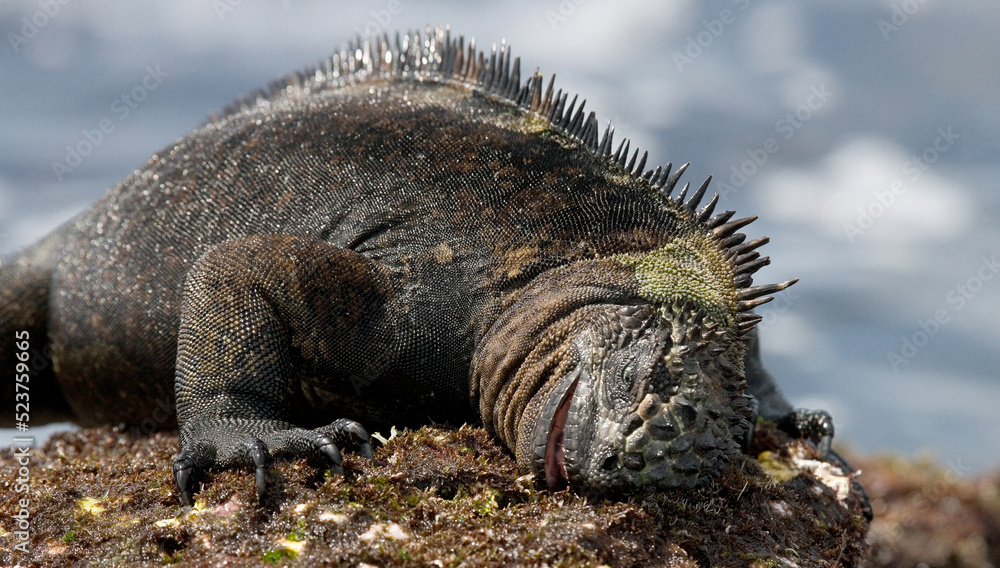 Marine iguana (Amblyrhynchus cristatus) is eating seaweed. Galapagos ...