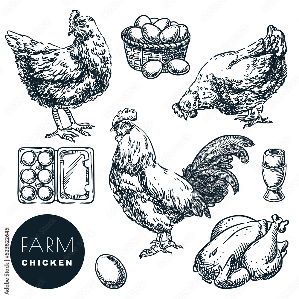 Poultry farm design elements. Hen, rooster and eggs on white background ...