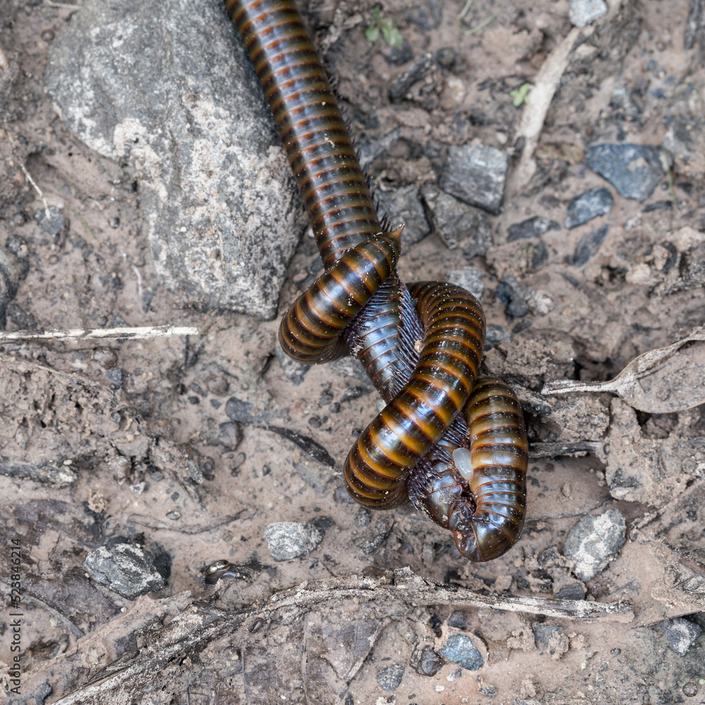 Millipedes Mating The mating of two millipedes in a spiral twisted way ...