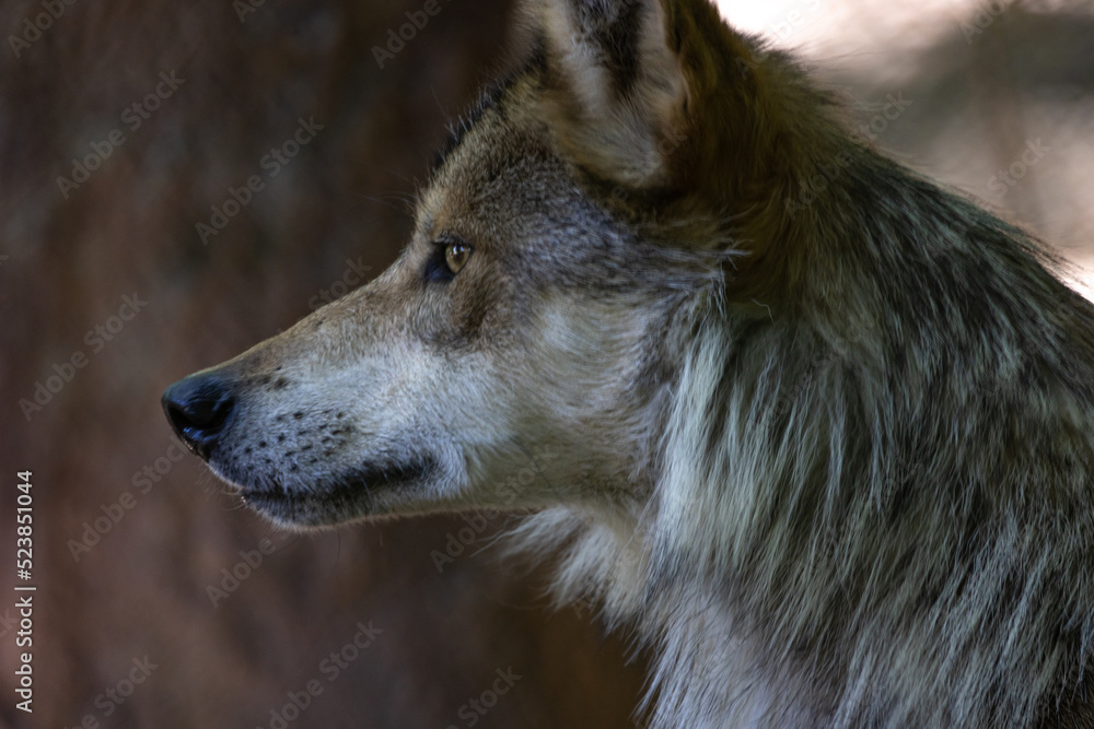 Mexican Wolf Head Shot Close-Up Side View Stock Photo | Adobe Stock