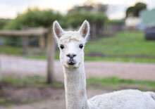 Alpaca Singing Free Stock Photo - Public Domain Pictures