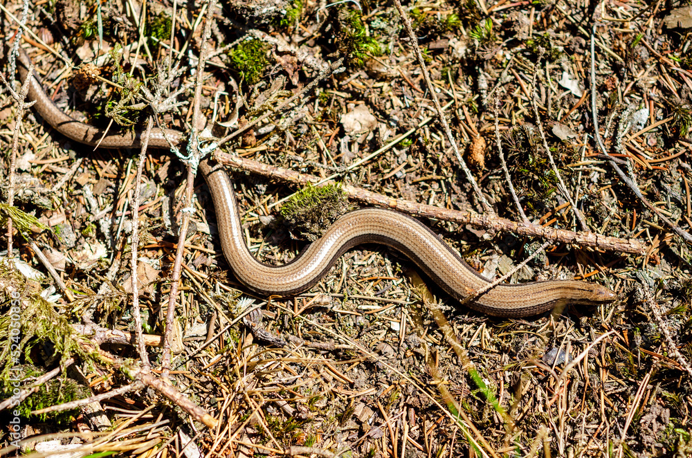 The slow worm (Anguis fragilis) is a reptile native to western Eurasia ...