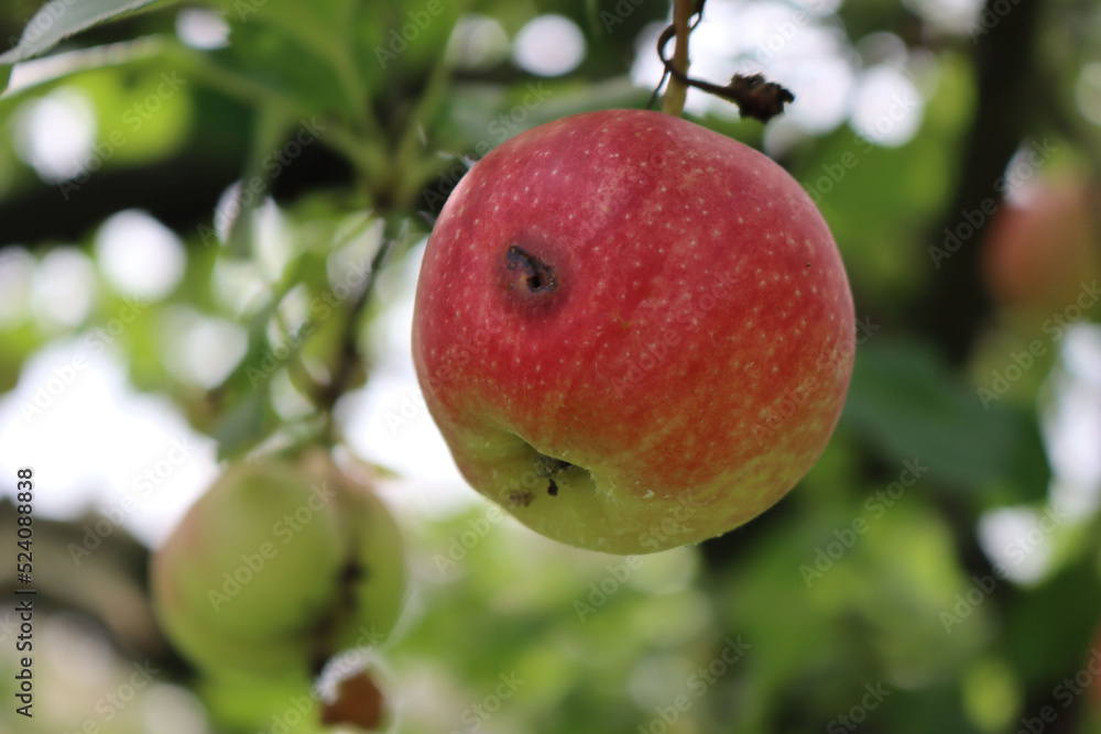 Red and green Florina apple with worm hole in the orchard. Damaged ...