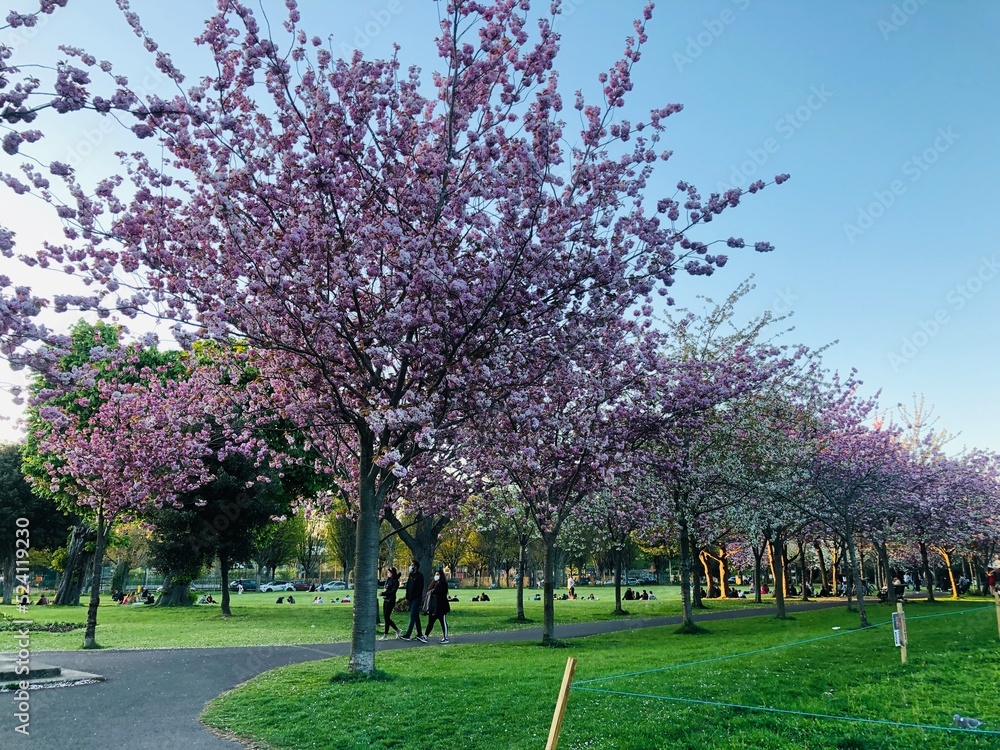 Impressive alley with blooming sakura (cherry blossoms) in Herbert Park ...
