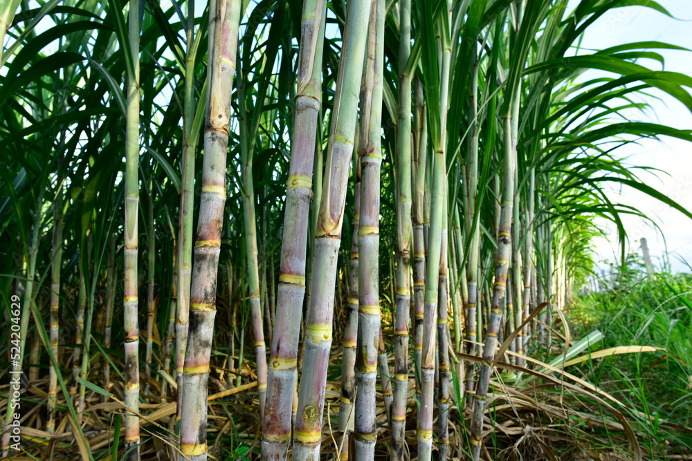 Sugarcane field with full grown crop, sugar cane agricultural economy ...