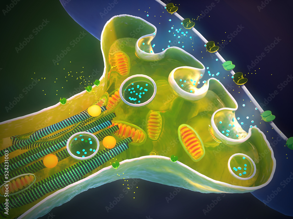 Cross-section of a synapse, illustration Stock Illustration | Adobe Stock