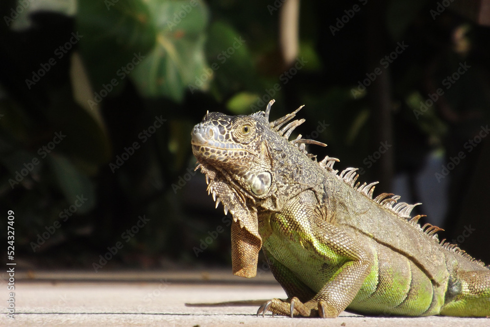 portrait of Green Iguana(Iguana Iguana) with sun light and tropical ...