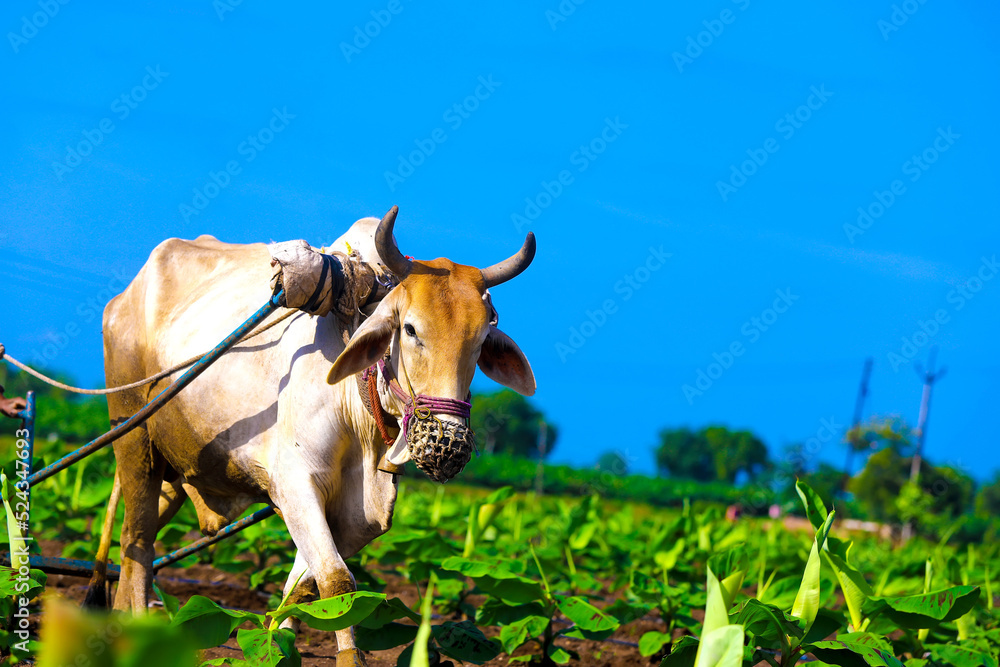 Indian pola festival , ox festival. Stock Photo | Adobe Stock