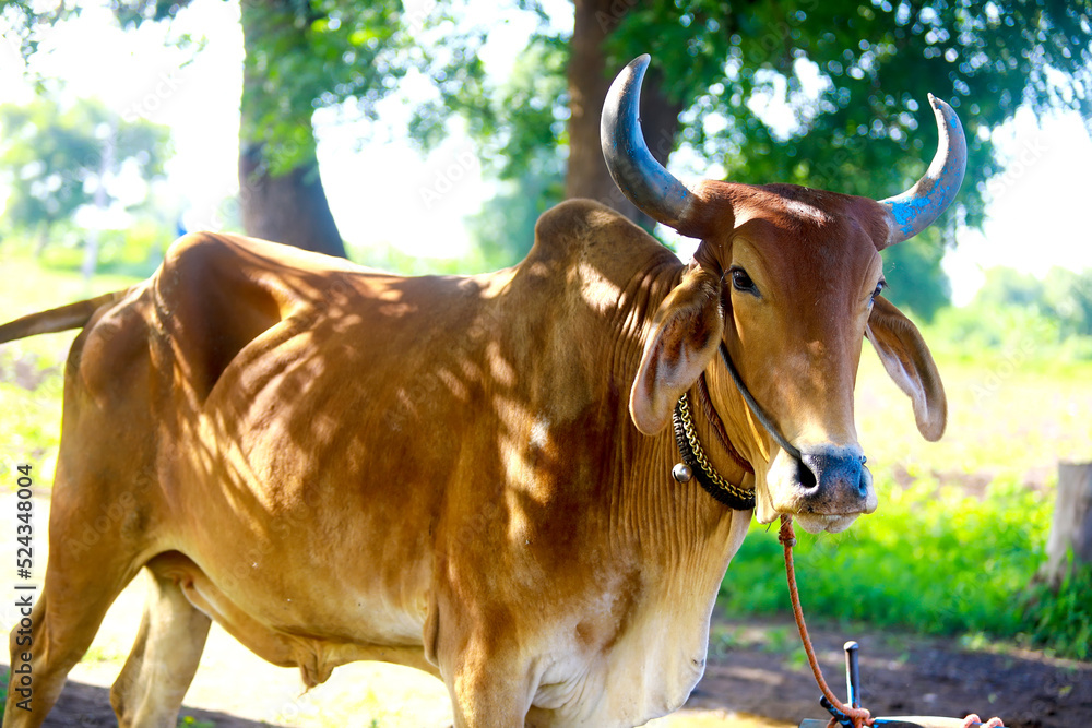 Indian pola festival , ox festival. Stock Photo | Adobe Stock